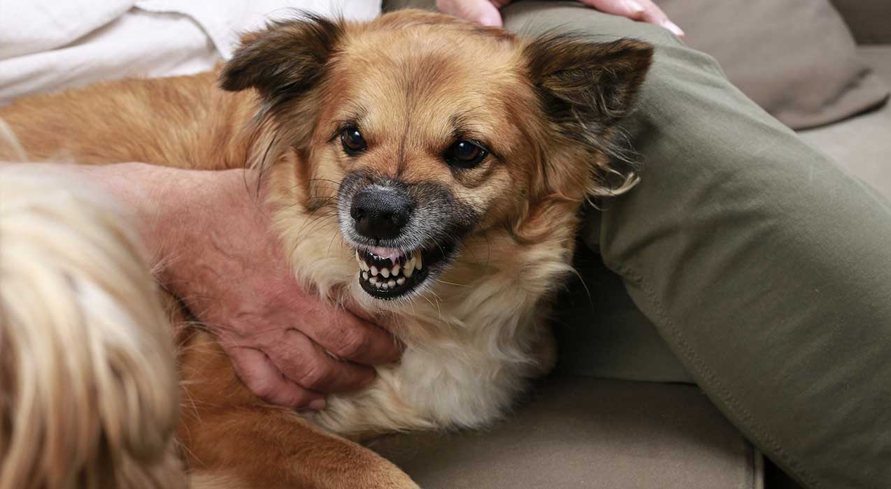 Arizona Dog Bite Liability: Know Your Rights in 2025